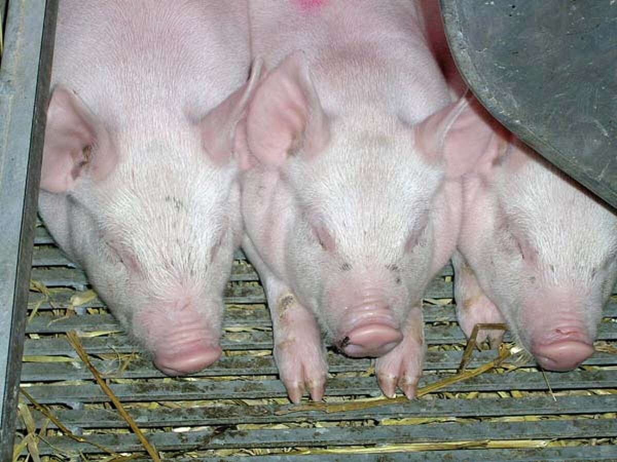 West Texas A&M researchers hope to clone cattle for more top-of-the ...