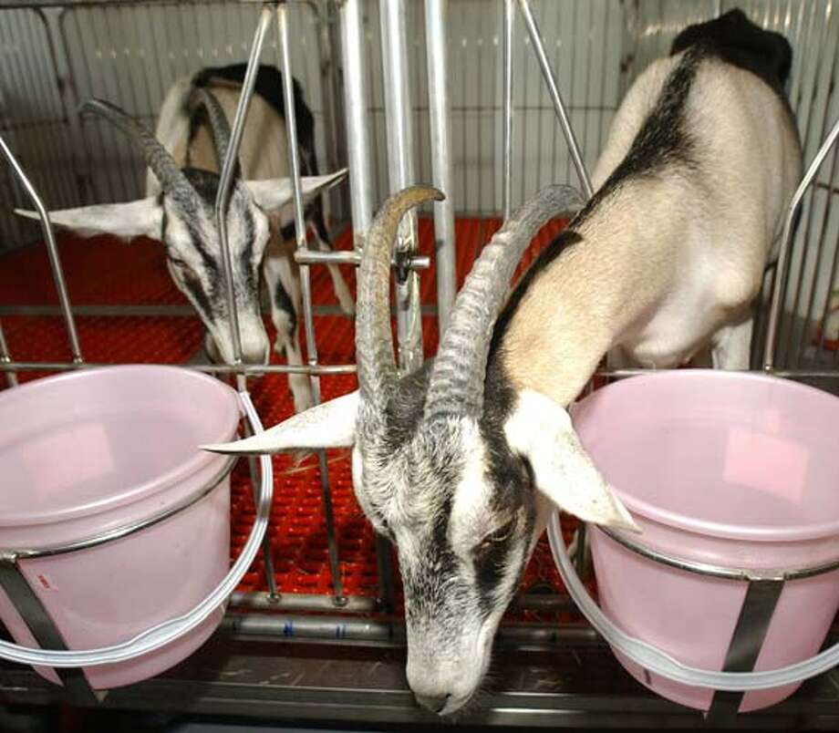 West Texas A&M researchers hope to clone cattle for more top-of-the ...