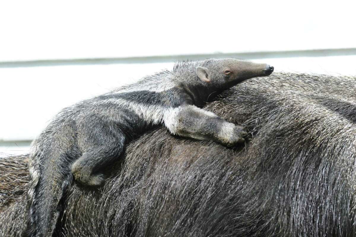 Baby giant anteater born at the zoo