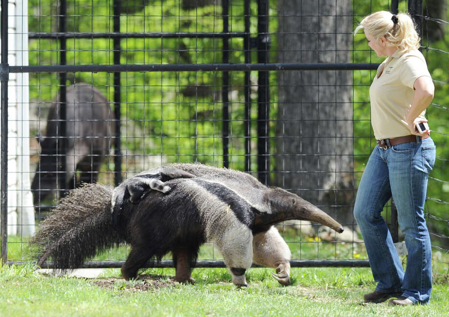 Baby giant anteater born at the zoo - Connecticut Post