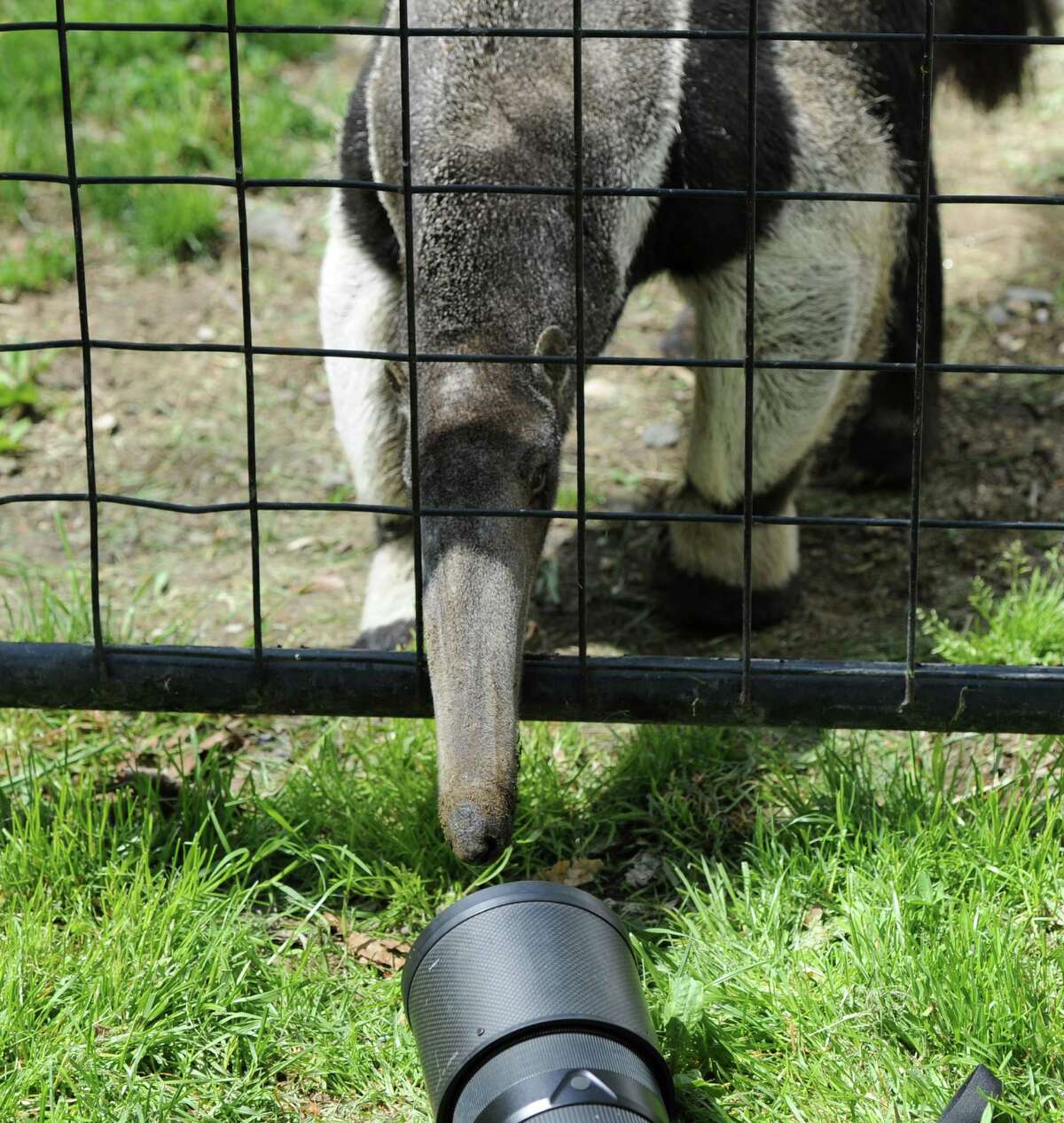 Baby giant anteater born at the zoo