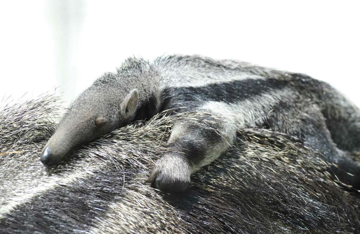 Baby giant anteater born at the zoo