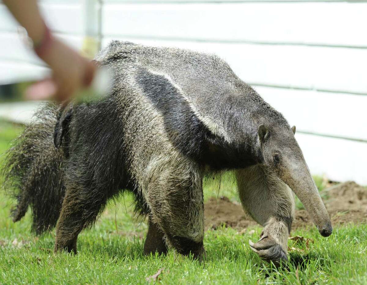 Baby giant anteater born at the zoo