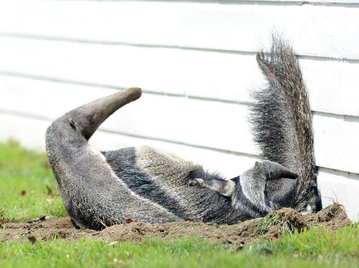 Baby giant anteater born at the zoo
