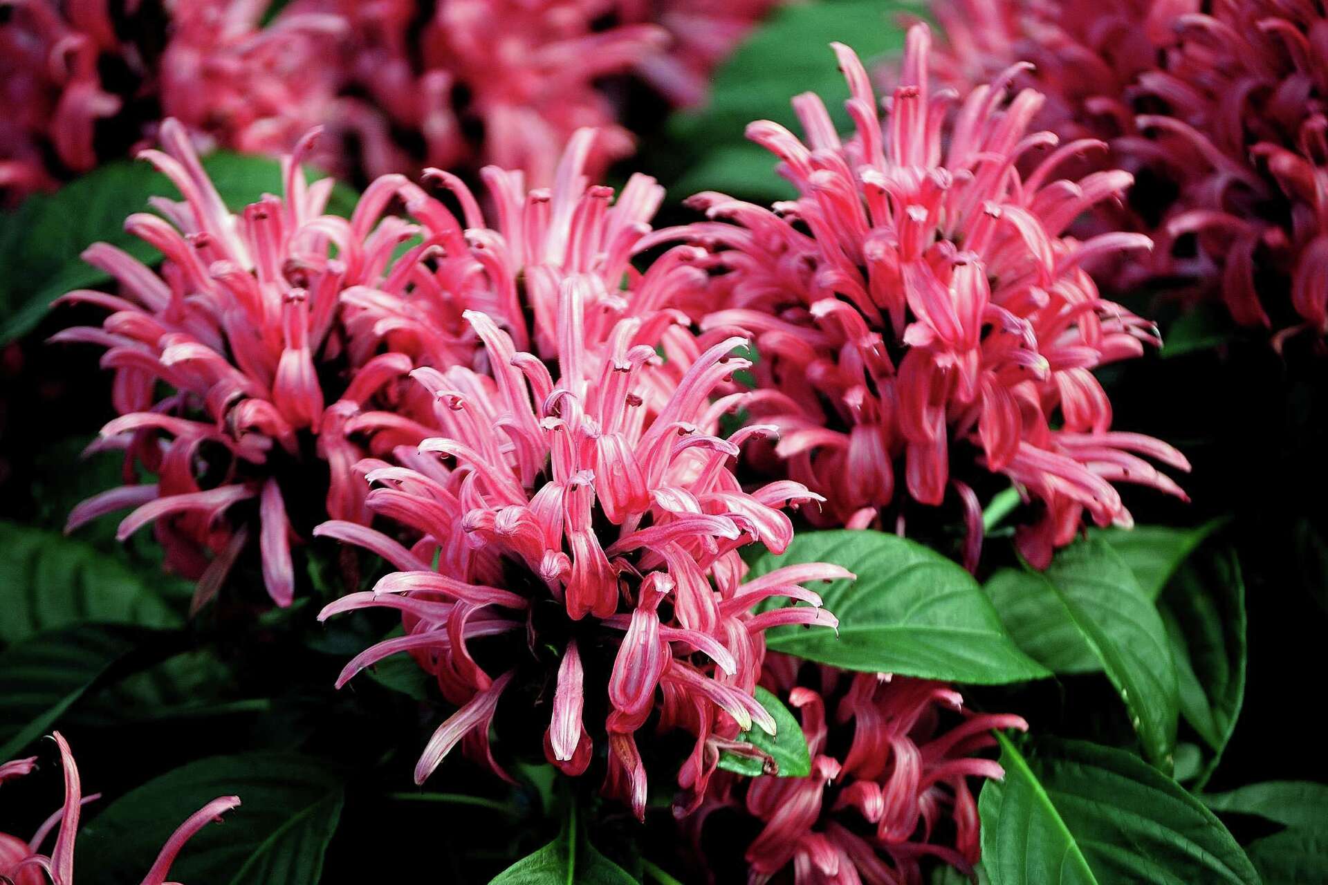 Brazilian plume flower magnificent in the shade garden