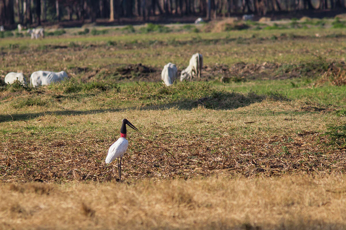 Jabiru storks are impressive creatures