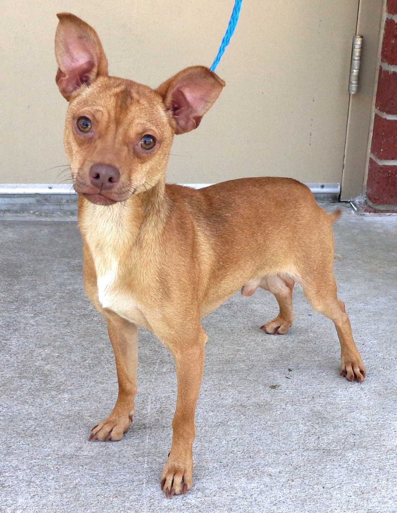 Pethouse Pet of the Week: May 20