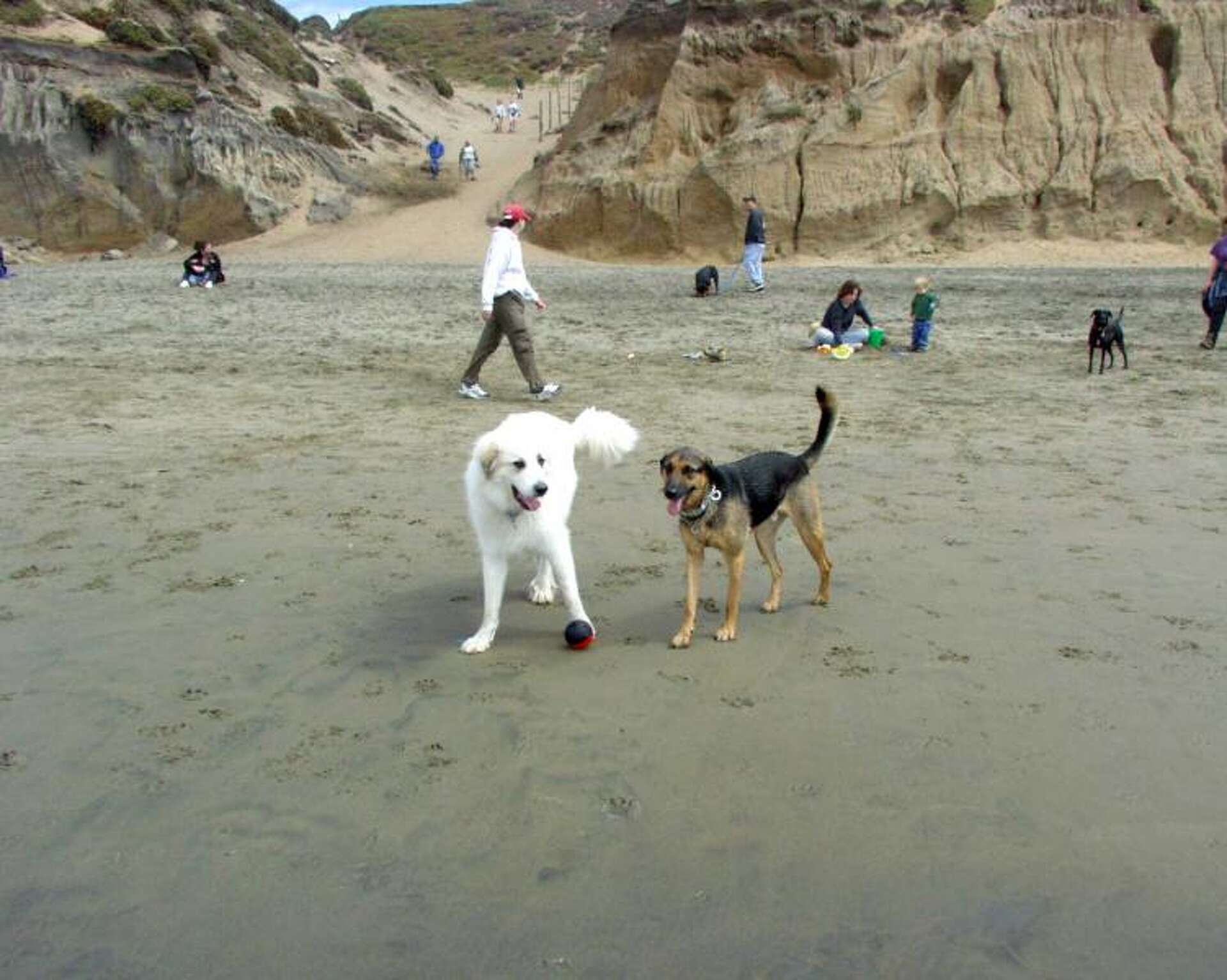 10 best cities for dogs
