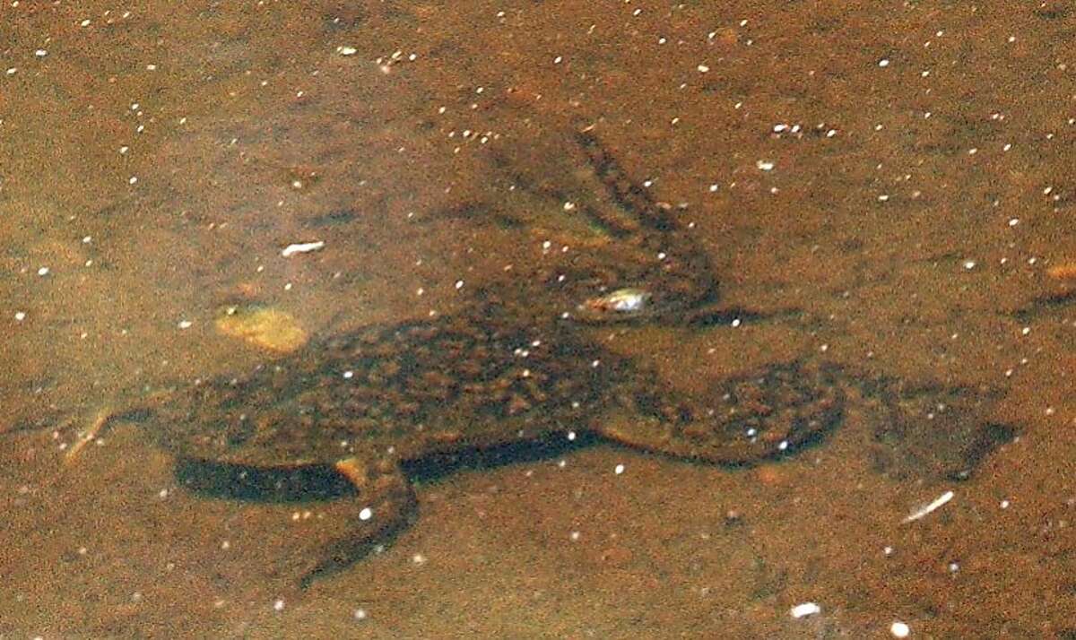 African frogs tied to U.S. frog die-off