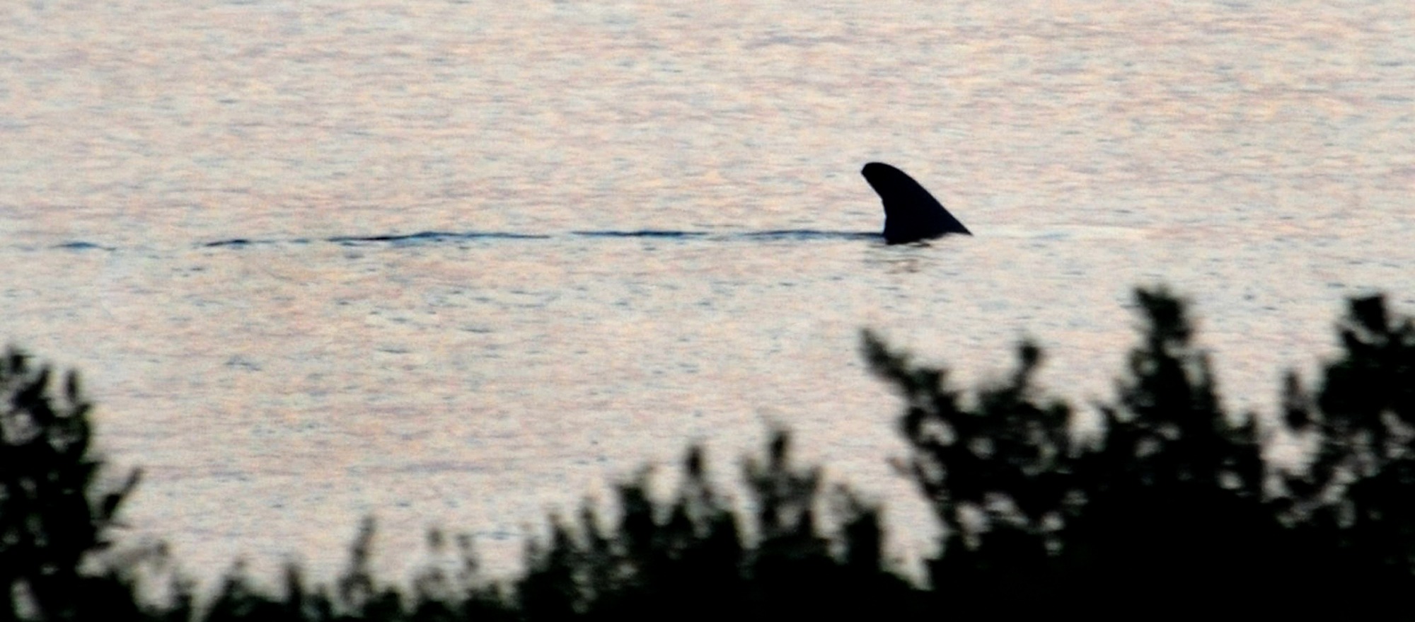 Gulf's sharks may get law on their side