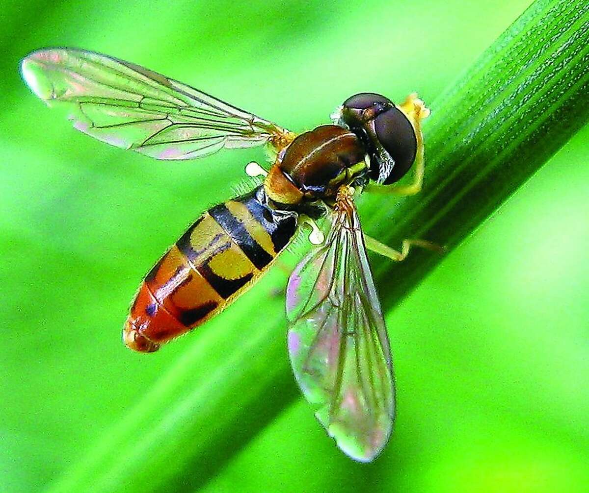 Updated 'Common-Sense Pest Control'