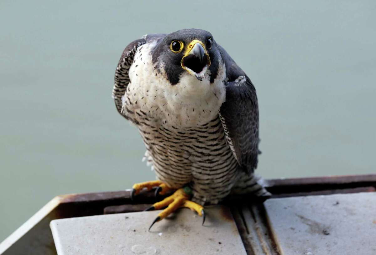 Baby falcons on George Washington Bridge