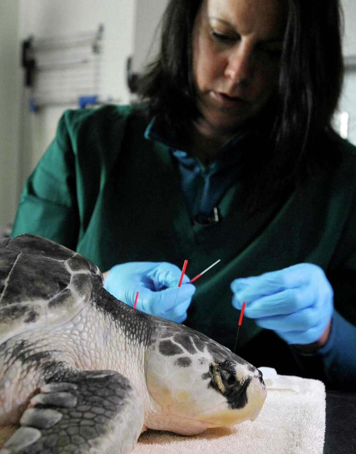 Acupuncture for sea turtles