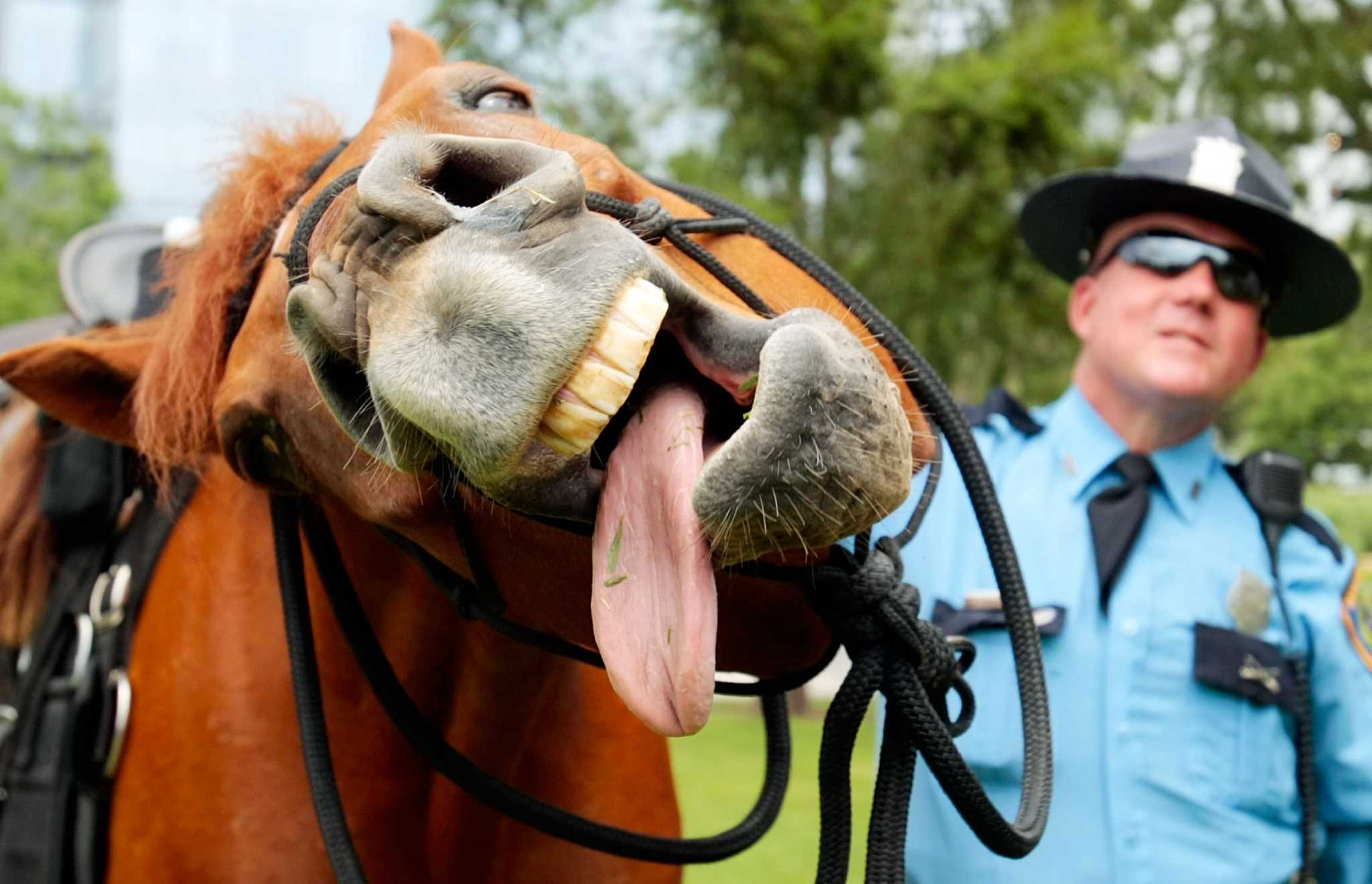 New faces on HPD's Mounted Patrol