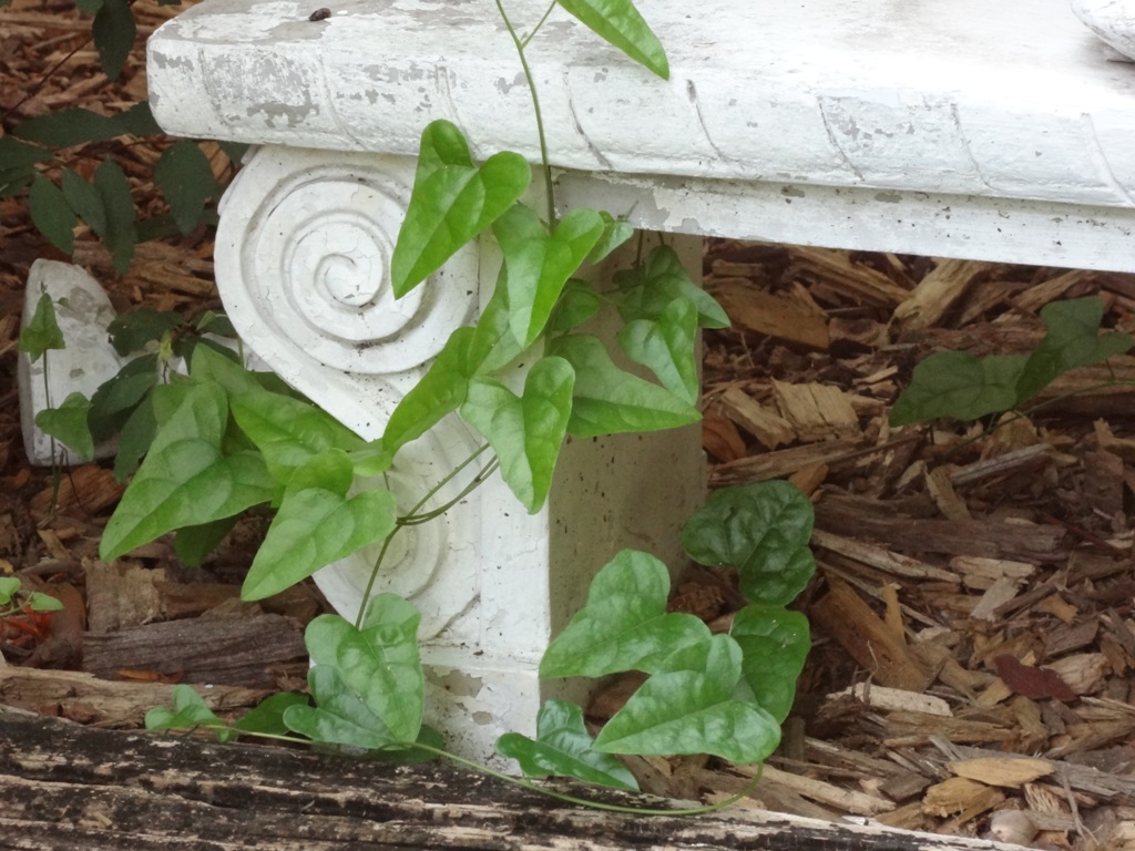 Smilax vine a thorny pest