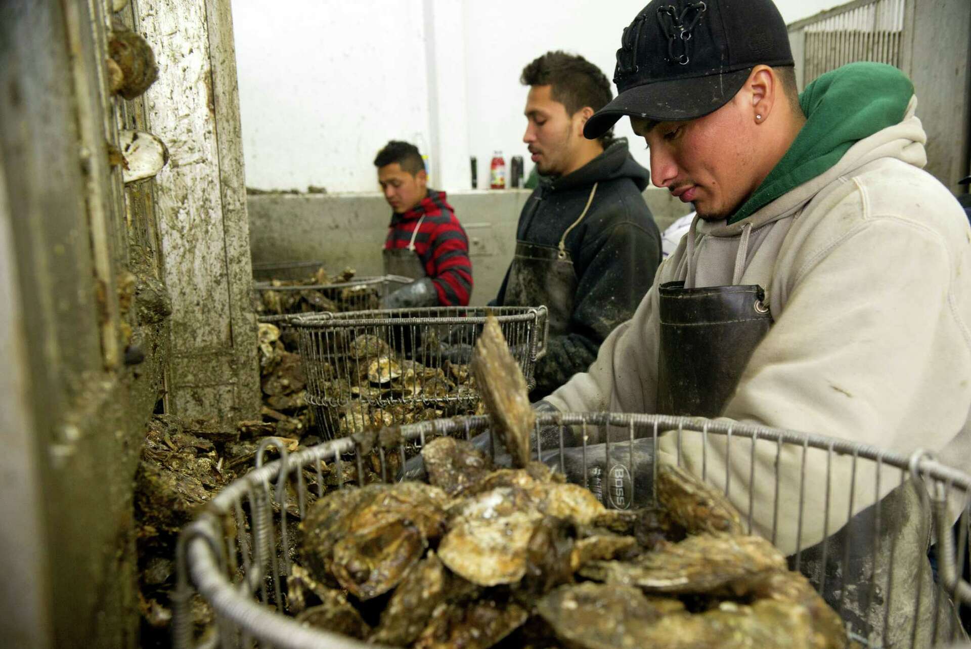 Oysters: A complicated economy and ecology
