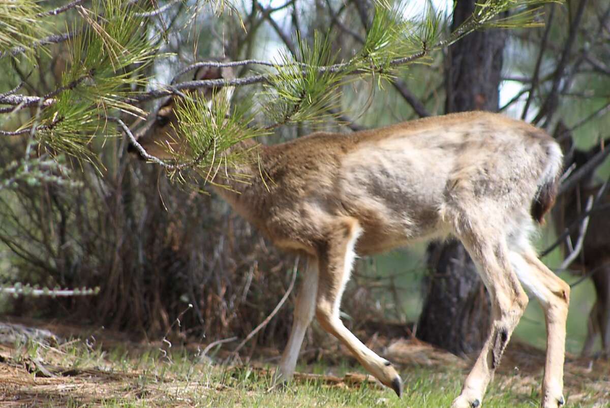Balding deer being ravaged by exotic lice