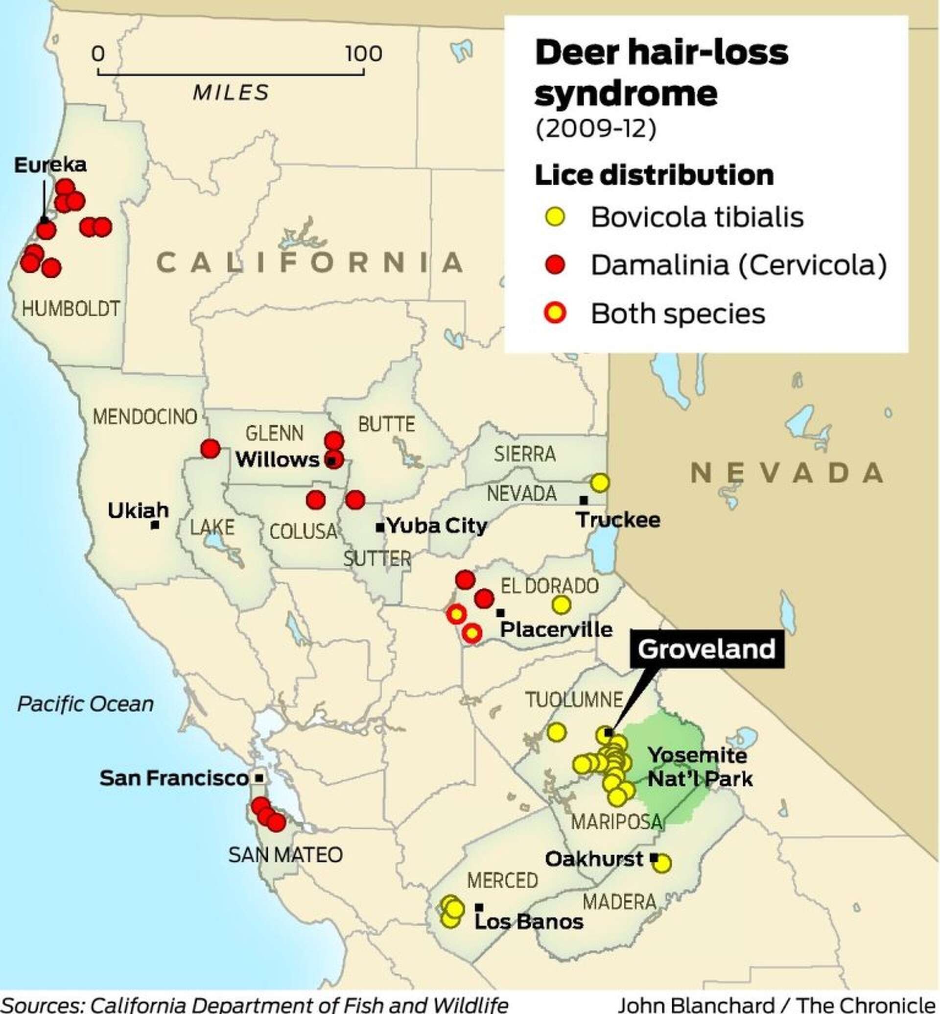 Balding deer being ravaged by exotic lice