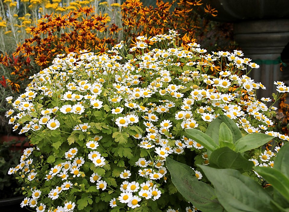 Golden feverfew a burst of bold splash