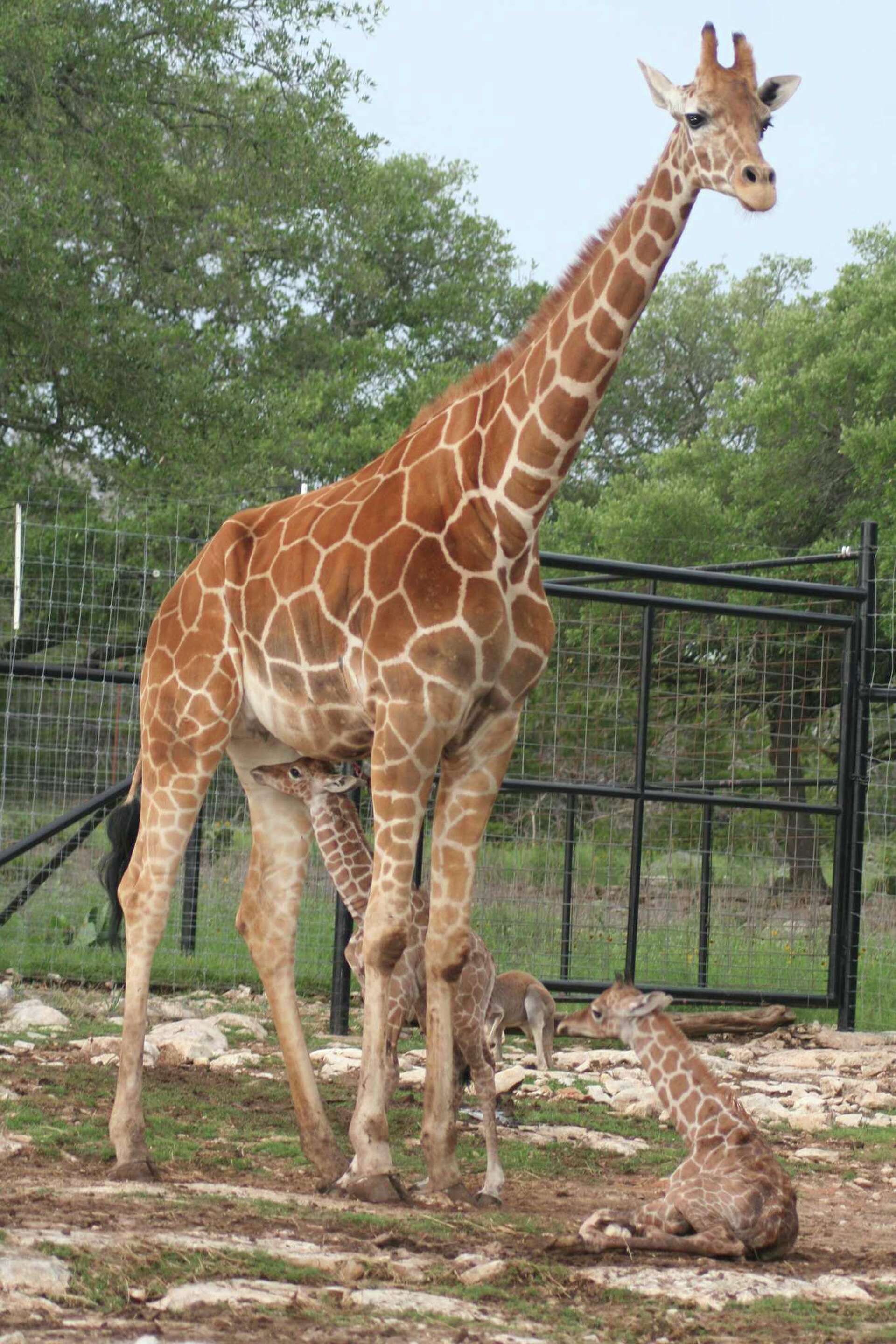 Only twin giraffes in U.S. turn 1 in San Antonio
