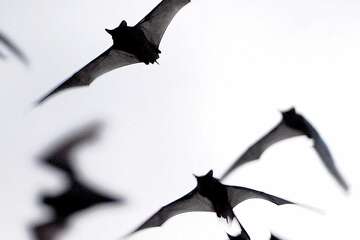Fact or fiction: Bats