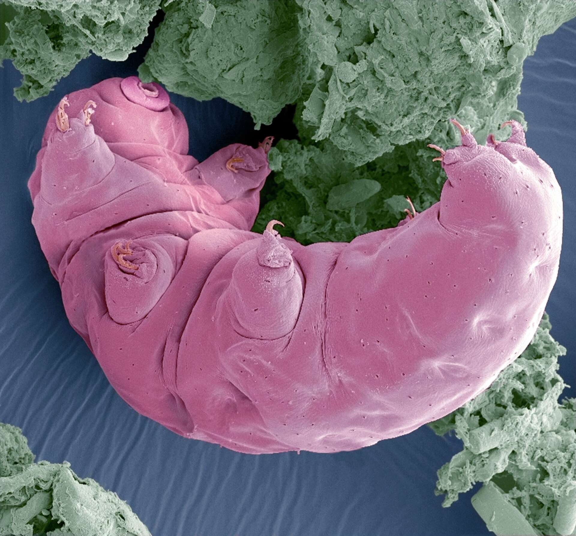 Possibly strangest creature ever to swim finds a taxonomic home