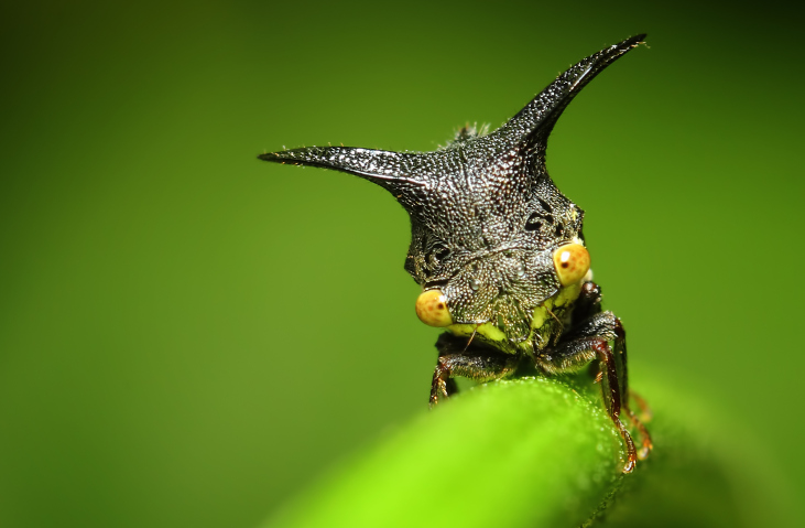 20 weird creatures we’d be impressed to see on Mars