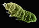 Possibly strangest creature ever to swim finds a taxonomic home