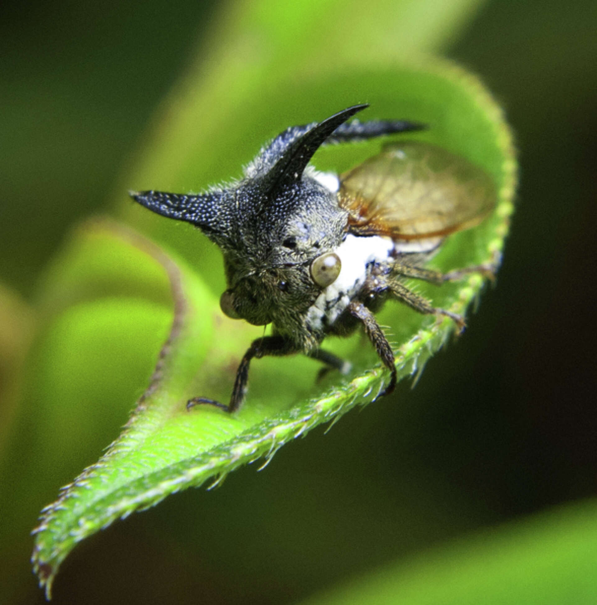 Possibly strangest creature ever to swim finds a taxonomic home