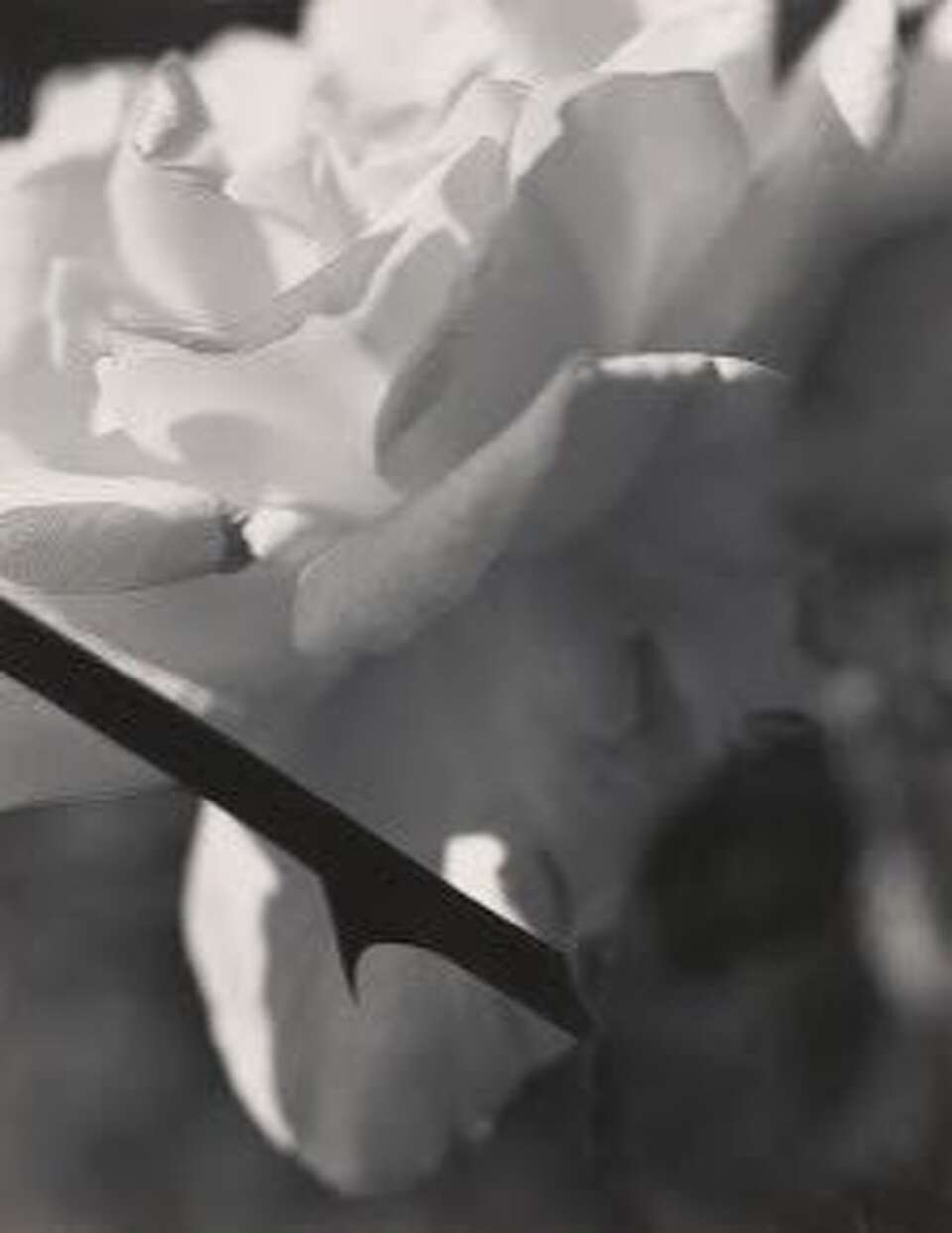 Rose Mandel had an eye for city, nature
