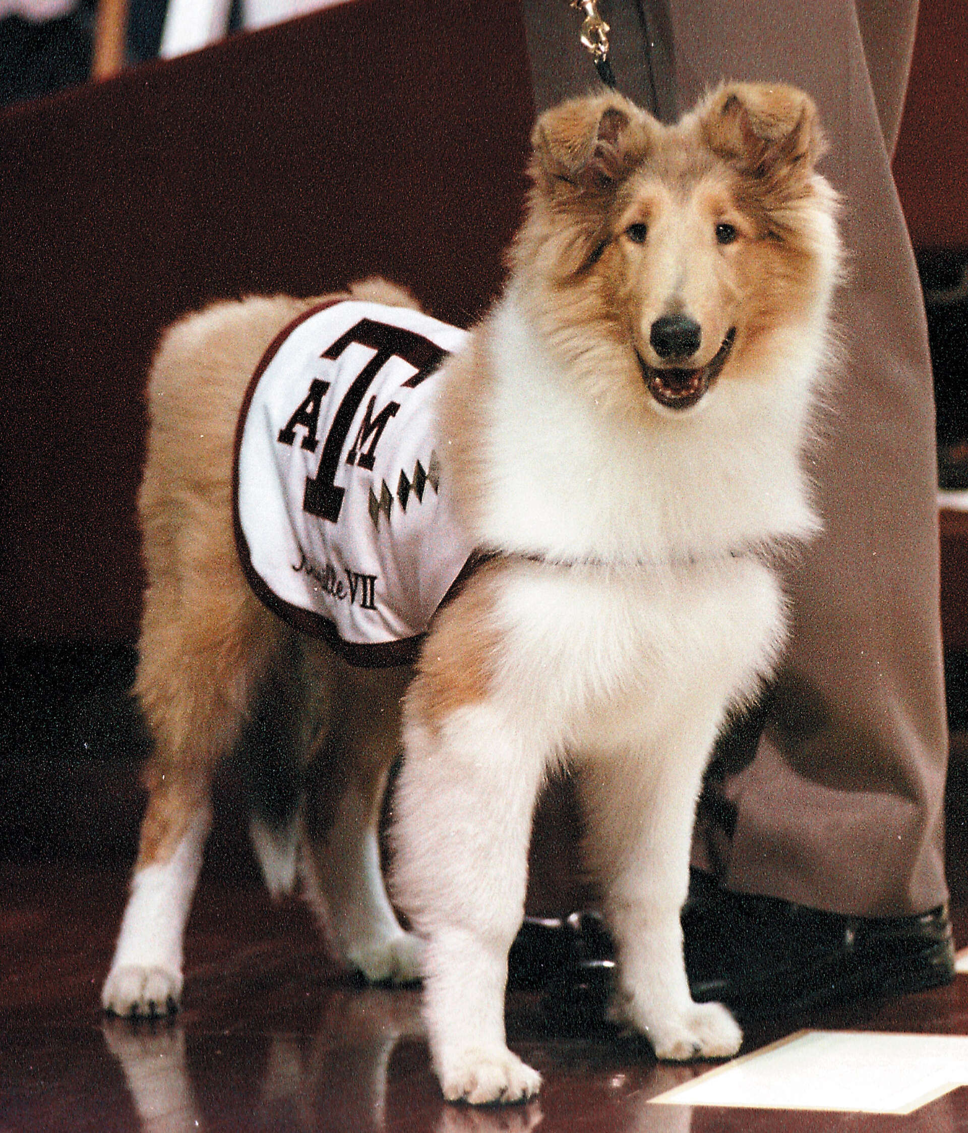 A&M mascot Reveille VIII pops up in class, helps with quiz