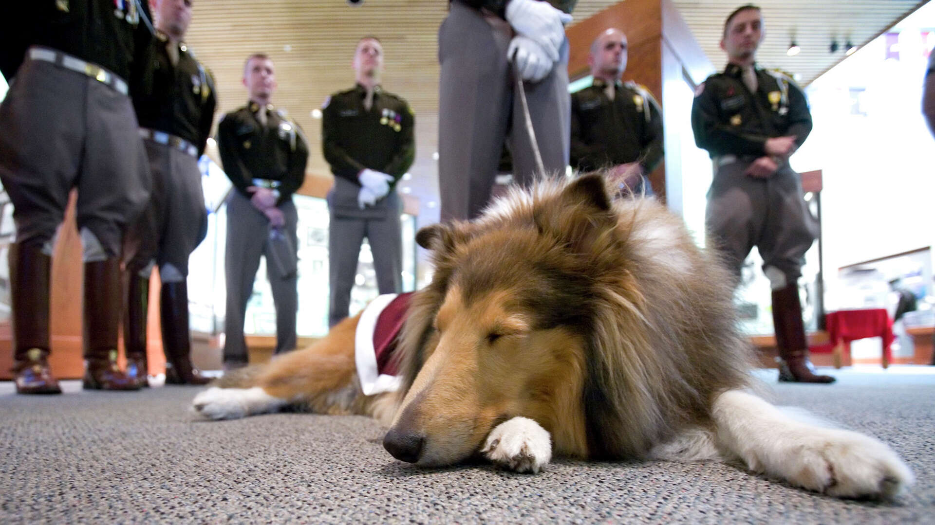 A&M mascot Reveille VIII pops up in class, helps with quiz