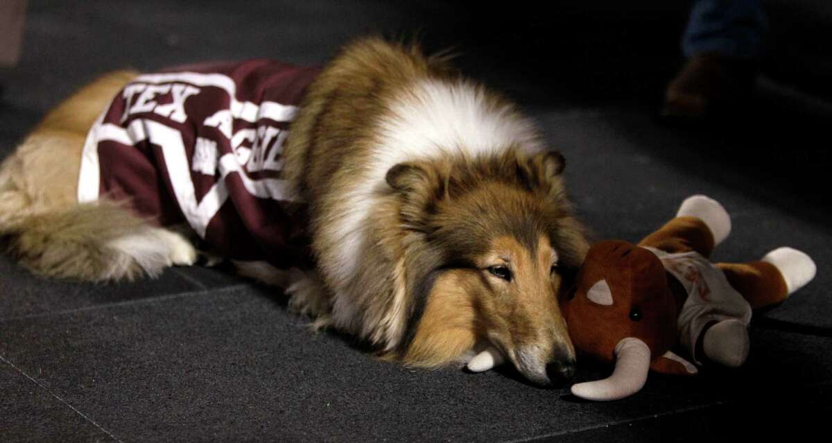 Aggie mascot Reveille VIII to retire at school year's end