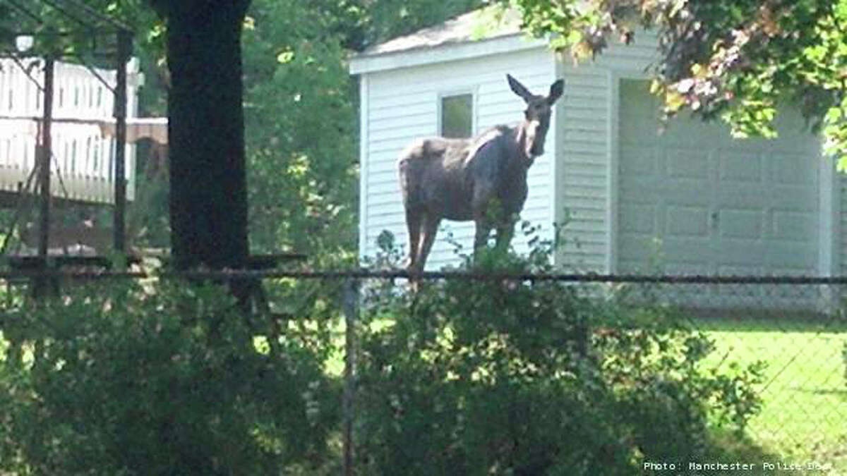 Moose struck and killed on highway
