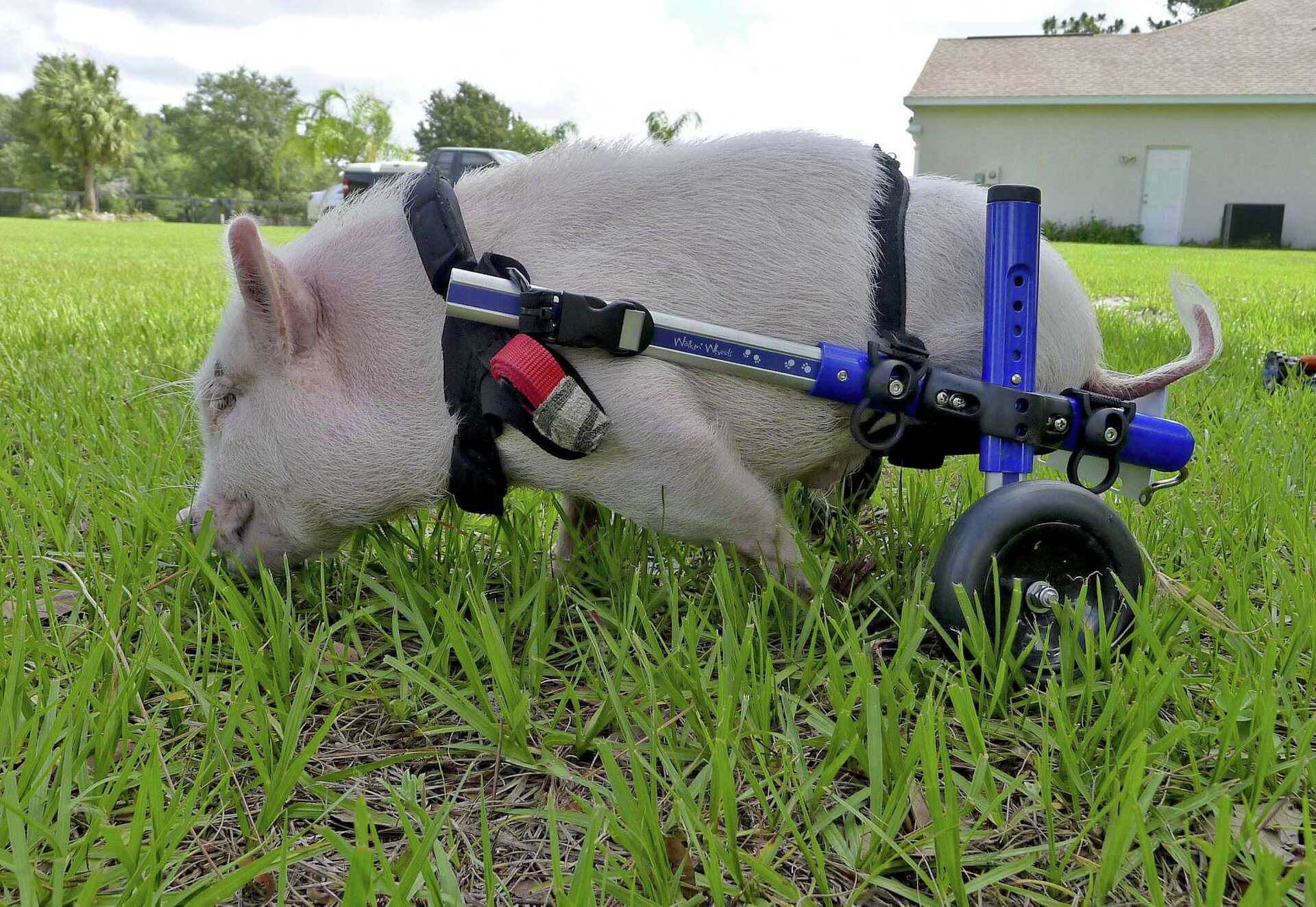 Florida pig using wheelchair becomes an inspiration