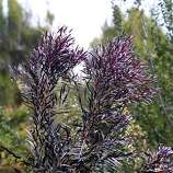 'Jervis Bay Afterdark' lives up to name - SFGate