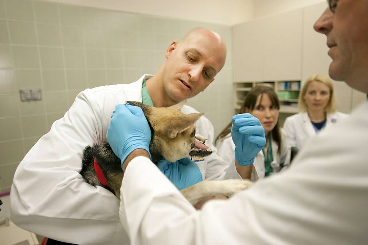 Kabang the hero dog heals, heads home