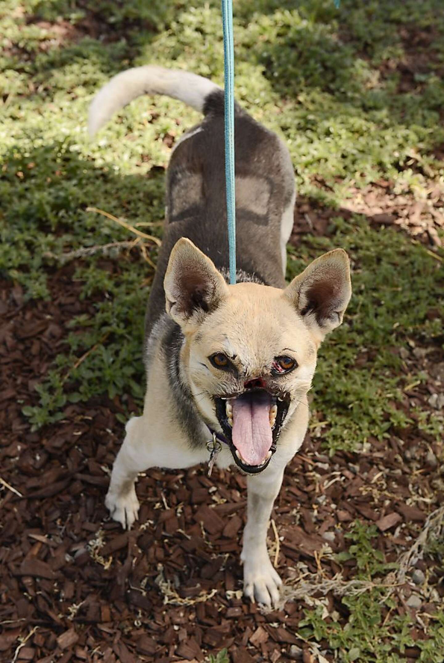 Kabang the hero dog heals, heads home
