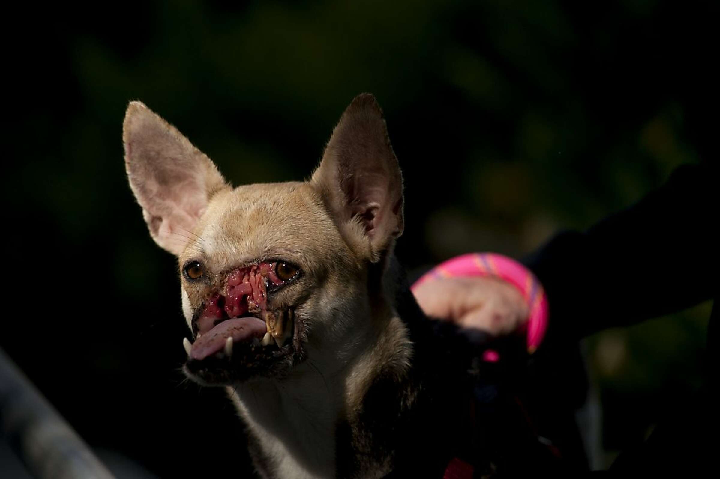 Kabang the hero dog heals, heads home