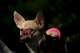 Kabang the hero dog heals, heads home
