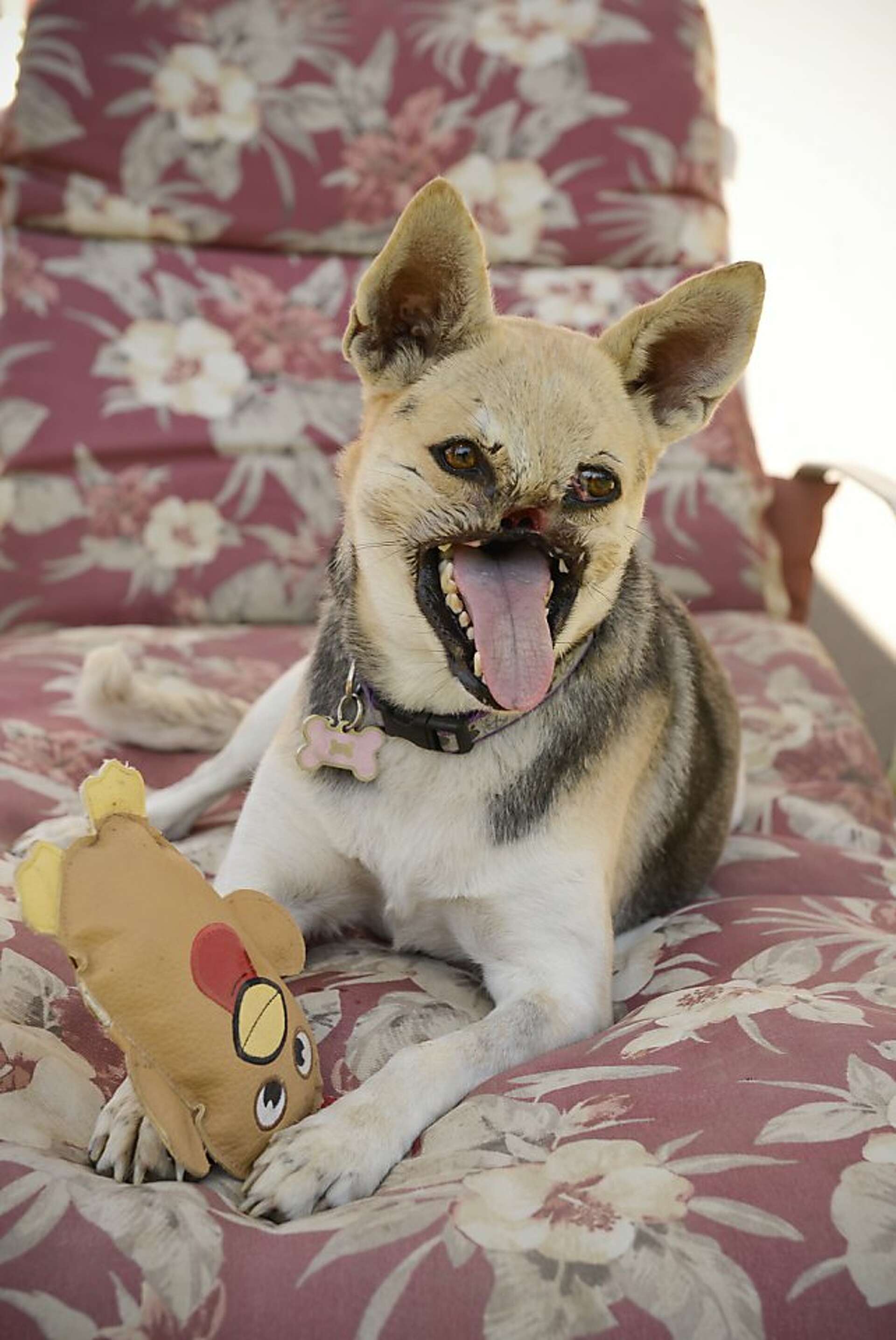 Kabang the hero dog heals, heads home