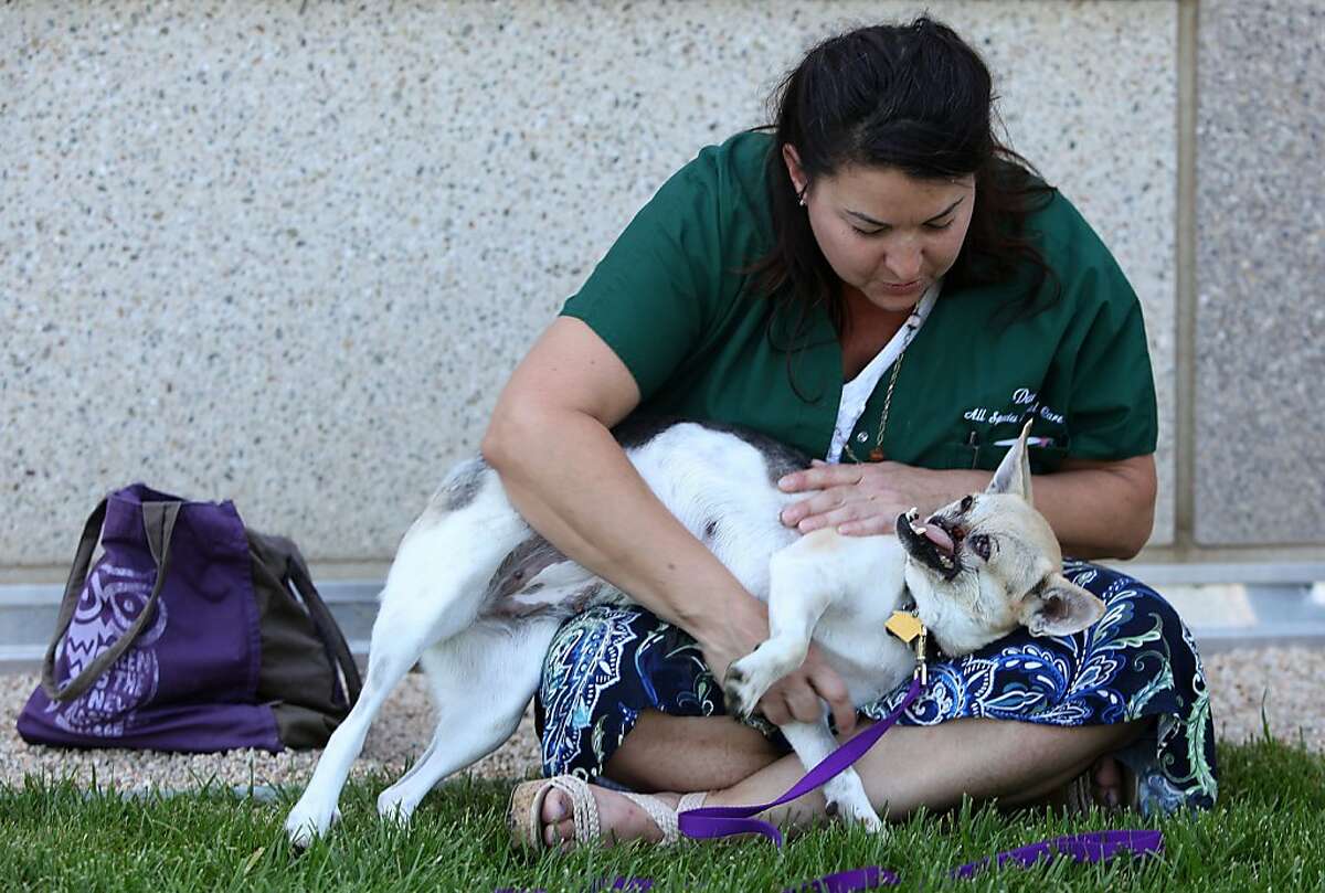 Kabang the hero dog heals, heads home