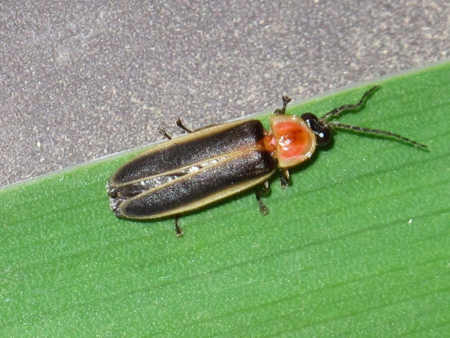 Country Scientist: Fireflies are back