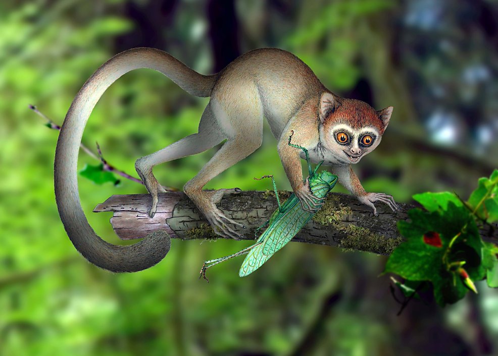 Tiny fossil was 1 of the earliest primates