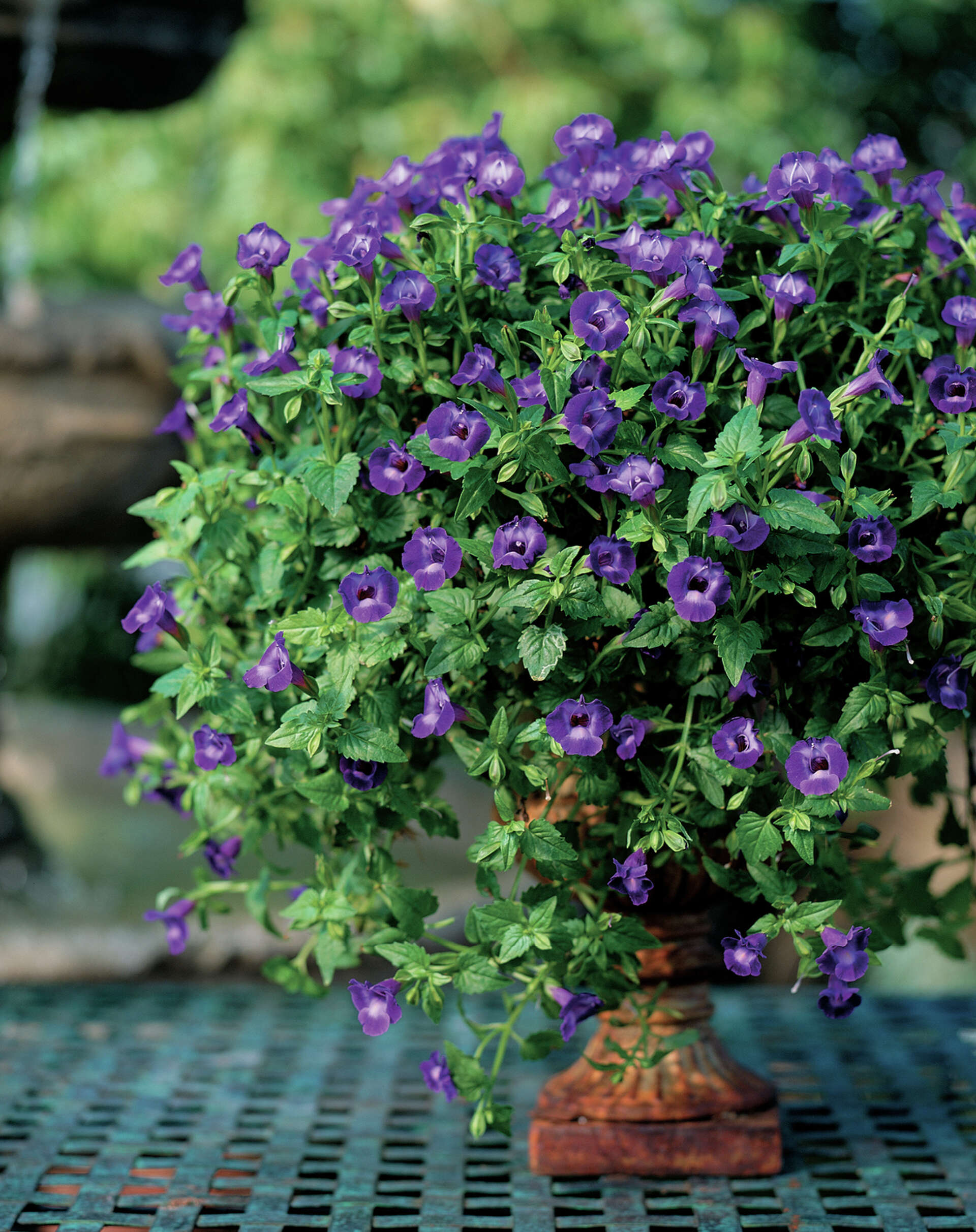 Torenia: a colorful charmer for summer shade