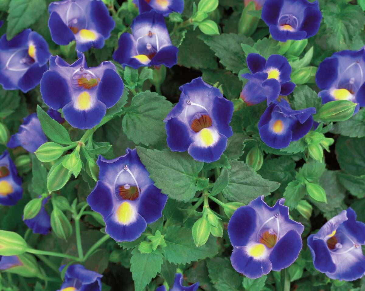 Torenia: a colorful charmer for summer shade