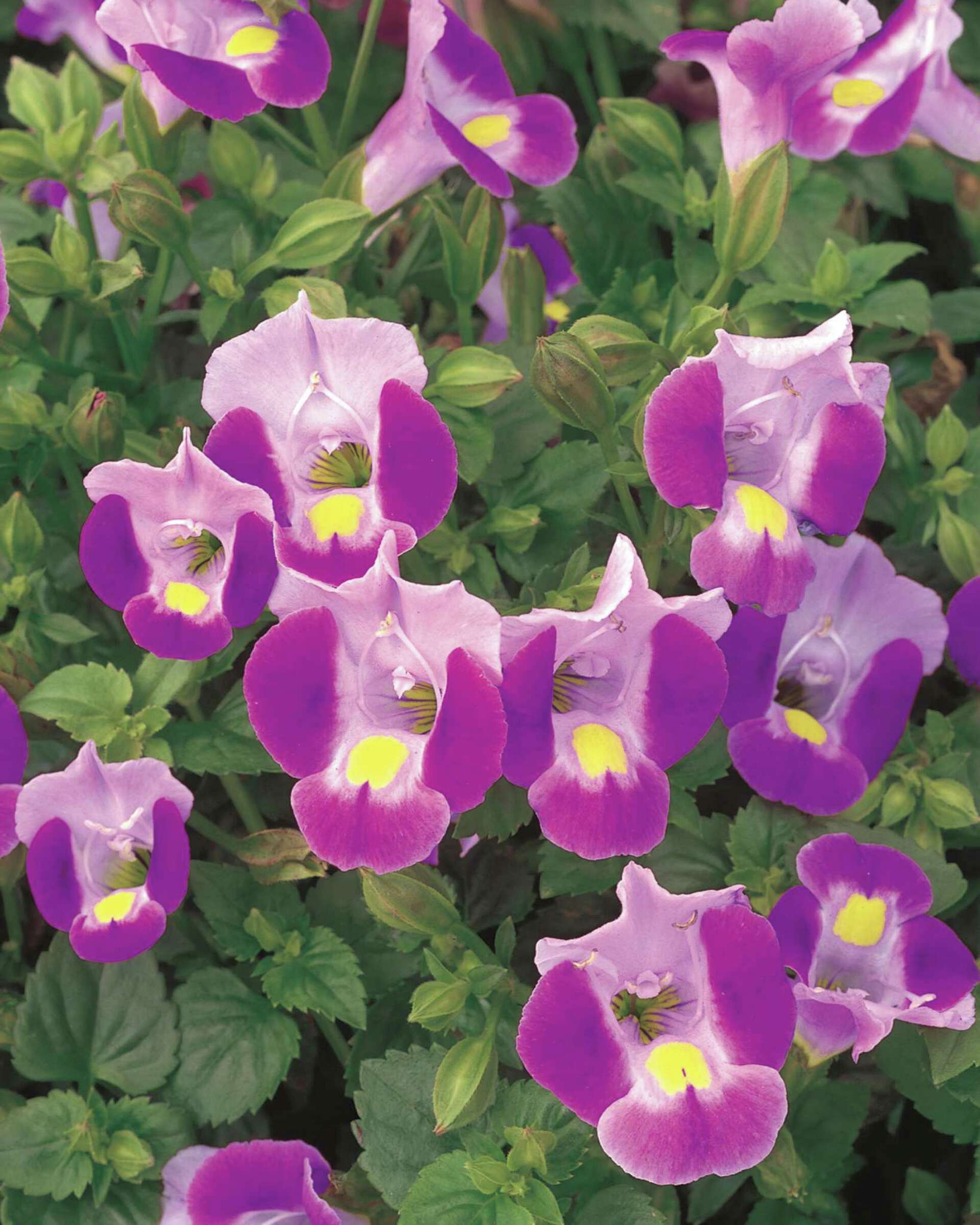 Torenia: a colorful charmer for summer shade