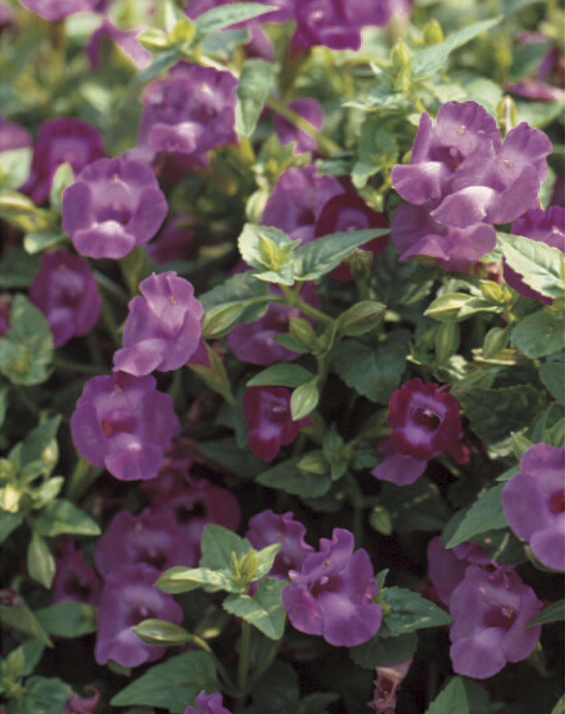 Torenia: a colorful charmer for summer shade