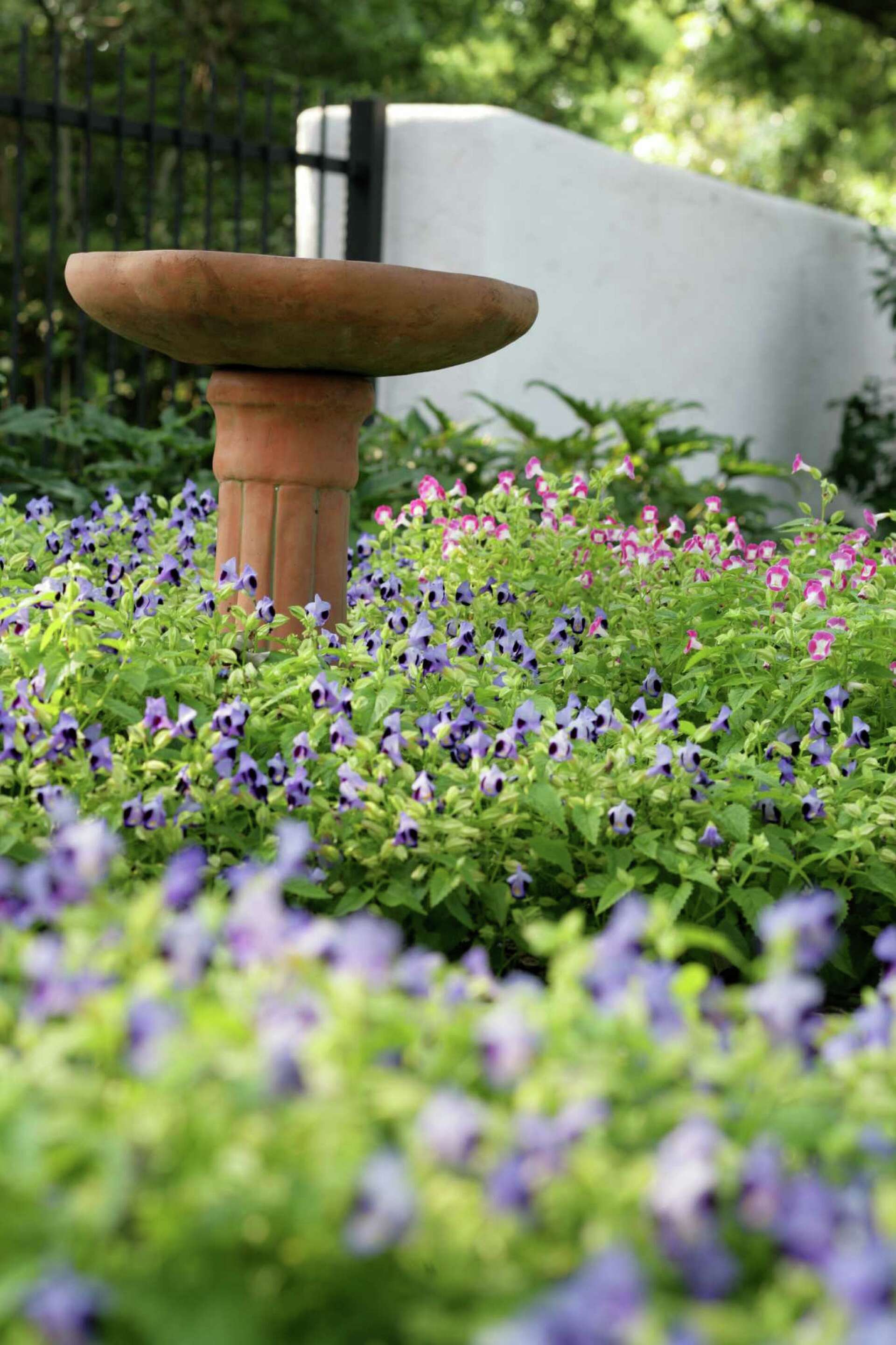Torenia: a colorful charmer for summer shade