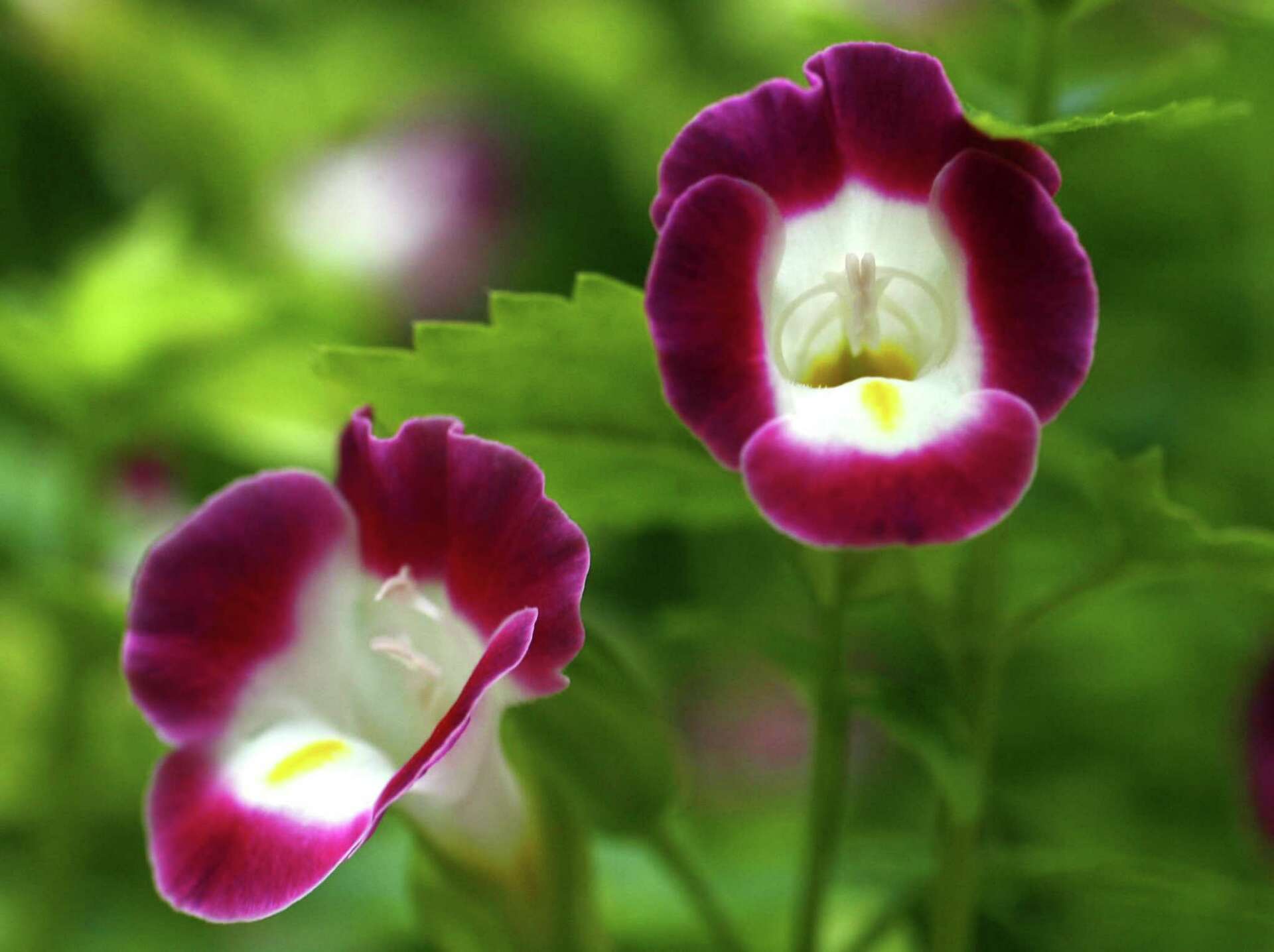 Torenia: a colorful charmer for summer shade
